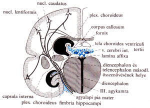 Flashcards - diencephalon