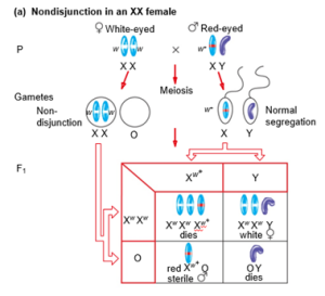 Flashcards - Chromosome Theory of Inheritance III