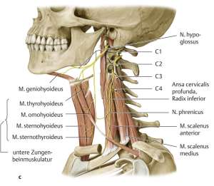 Flashcards - PLEXUS CERVICALIS(C1-4)