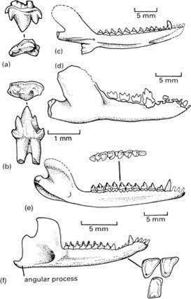 Flashcards - Vertebrate Paleontology