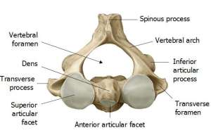 Flashcards - 01A VERTEBRAE
