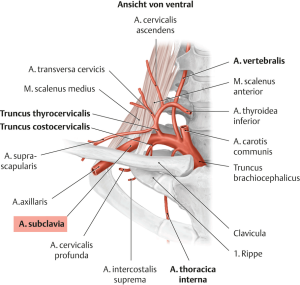 Flashcards - 03A STERNUM+COSTAE