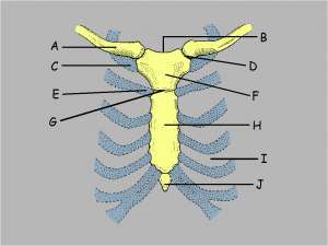 Flashcards - Unit 1 (Bony Thorax)