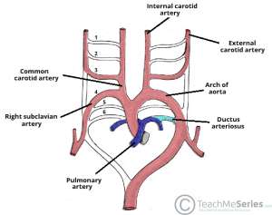 Flashcards - Learning MRCS A - anatomy