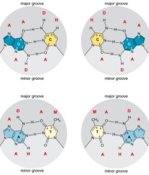Flashcards - DNA Structure part 1