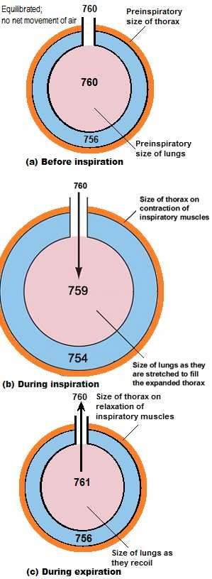 Flashcards - Respiratory System 1