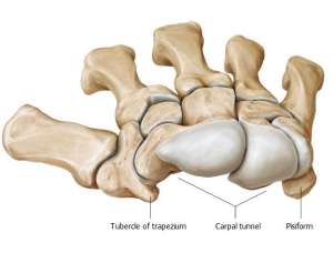 Flashcards - 07A OSSA MANUS