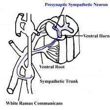 Flashcards - MMB1 Week 1 Review Part 2