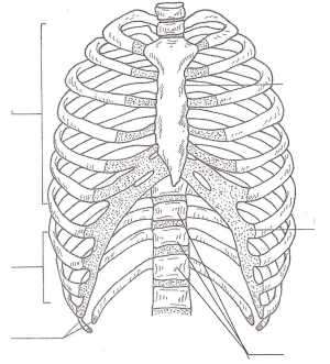 Flashcards - Le squelette (Le squelette du tronc, des membres)