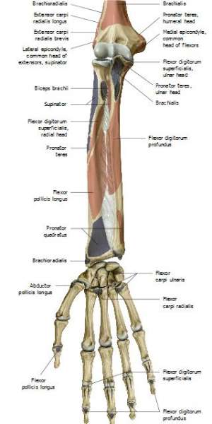 Flashcards - MM.ANTEBRACHII_ PŘEDNÍ SKUPINA