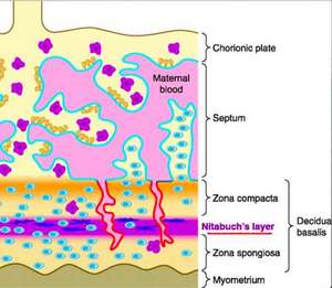 Flashcards - Obstetrics 9