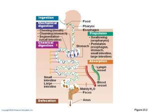 Flashcards - Lecture Digestive System Part I