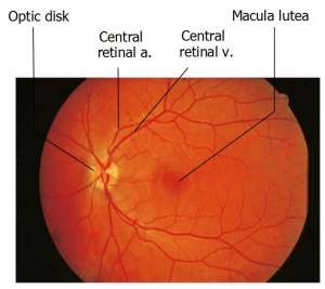 Flashcards - organum visus II vrstvy