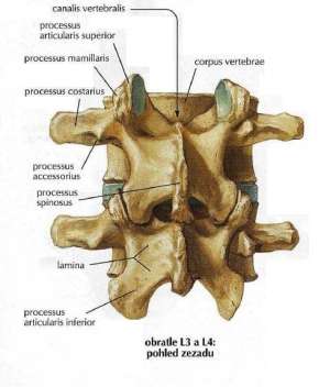 Flashcards - 01A VERTEBRAE