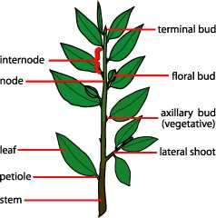 Flashcards - RHS Part 1