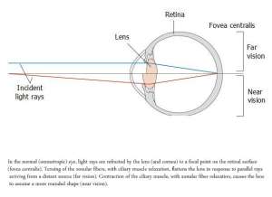 Flashcards - organum visus III obsah